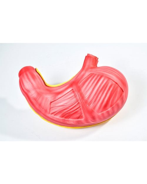 БМ042 - Желудник