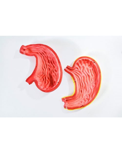 БМ042 - Желудник