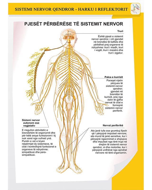 Sistemi nervor qendror - harku i reflektorit